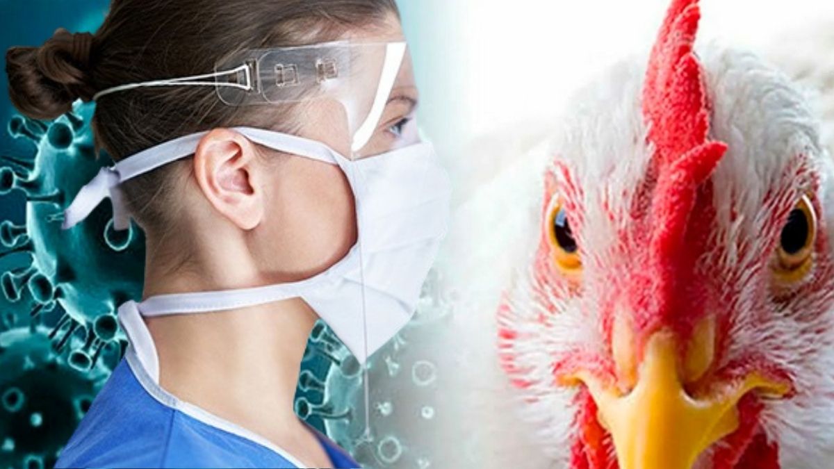 H5N2 Virus [Gripe Aviar] Tratamiento, síntomas y todos los detalles